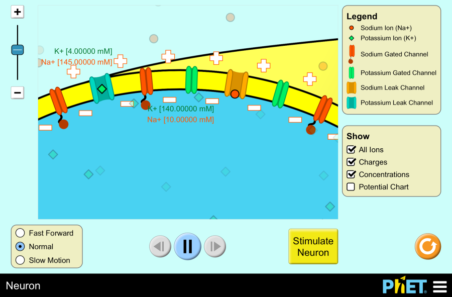 Neuron - Biology | Neurons | Cells - PhET Interactive Simulations